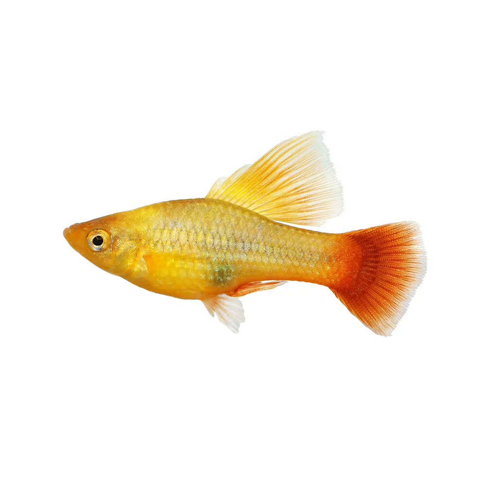 Fish – Seth's Little Zoo
