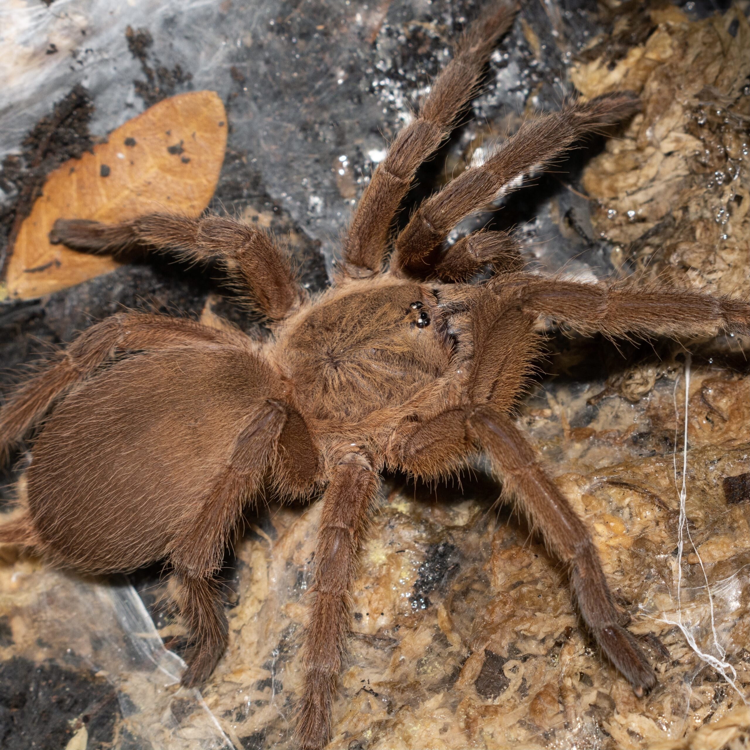 Asian Fawn Tarantula – Seth's Little Zoo