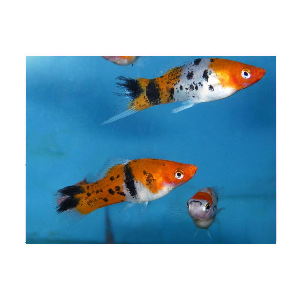Calico Sword – Seth's Little Zoo