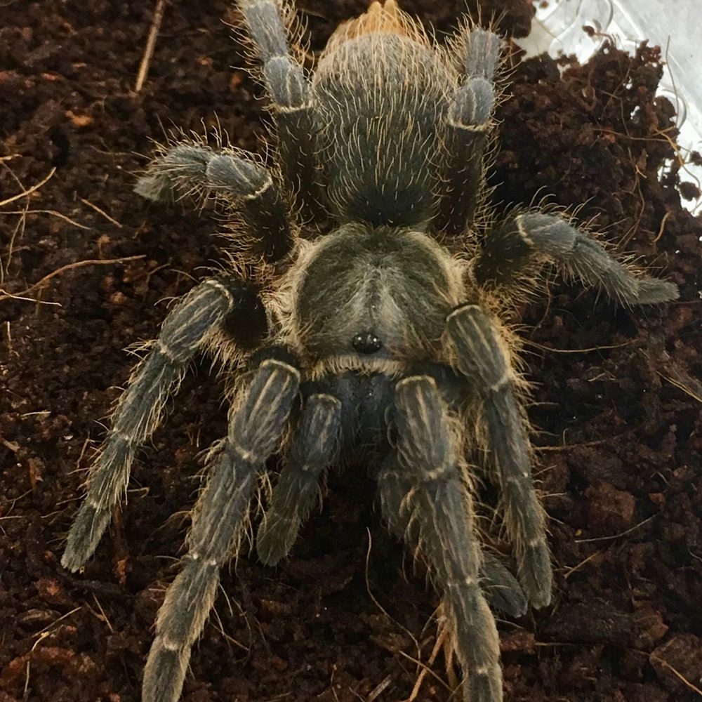 Costa Rican Zebra Tarantula – Seth's Little Zoo
