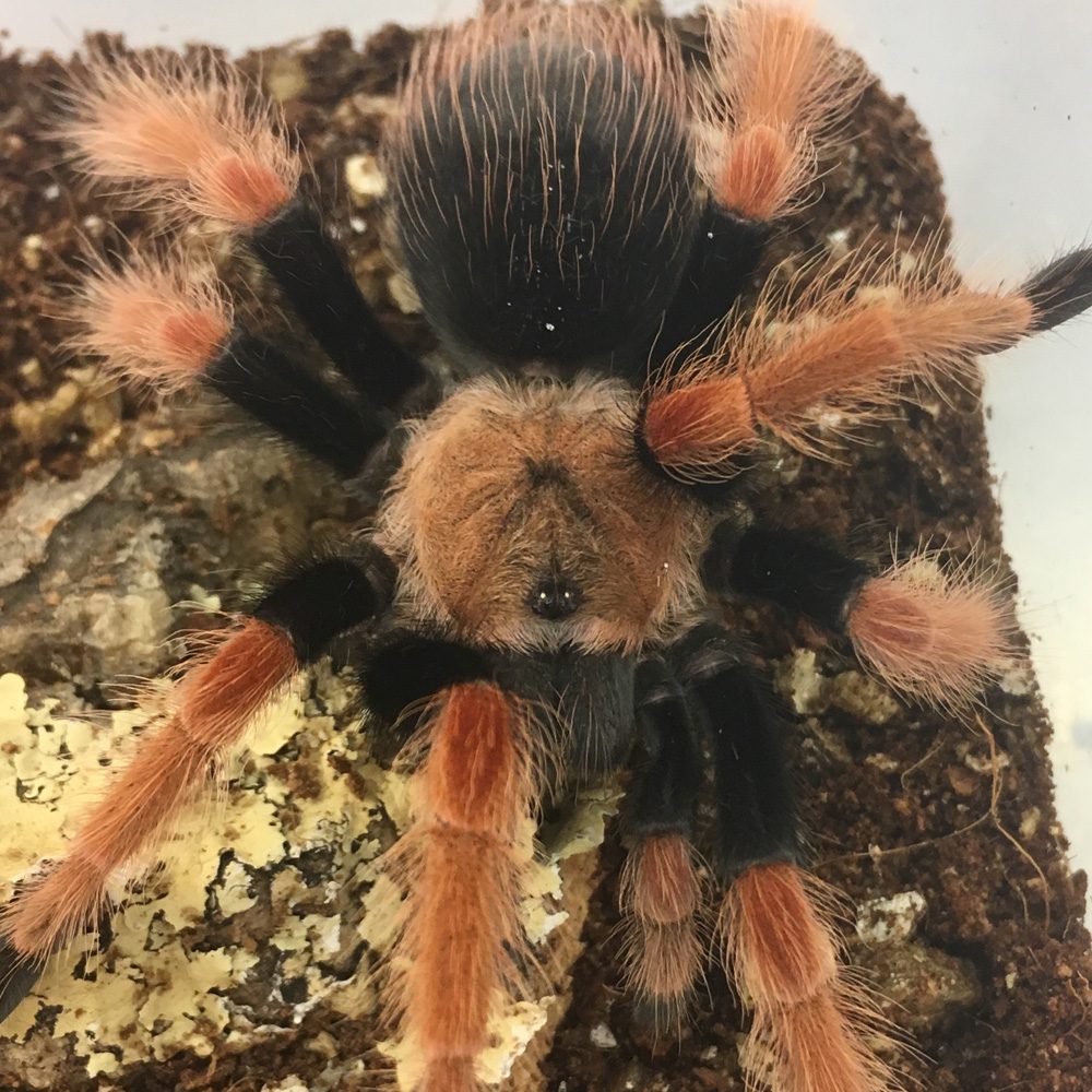 Mexican Fire Leg Tarantula – Seth's Little Zoo