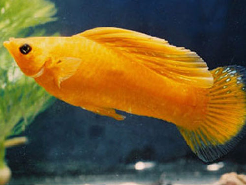 SAFFRON MOLLY ML – Seth's Little Zoo