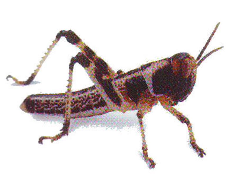 Locust Large – Seth's Little Zoo