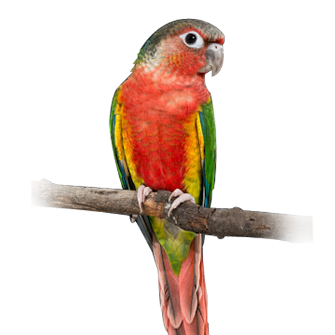 Red Factor Pineapple Conure – Seth's Little Zoo